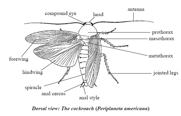 Comprehensive Guide To Cockroaches Structure Life Cycle And